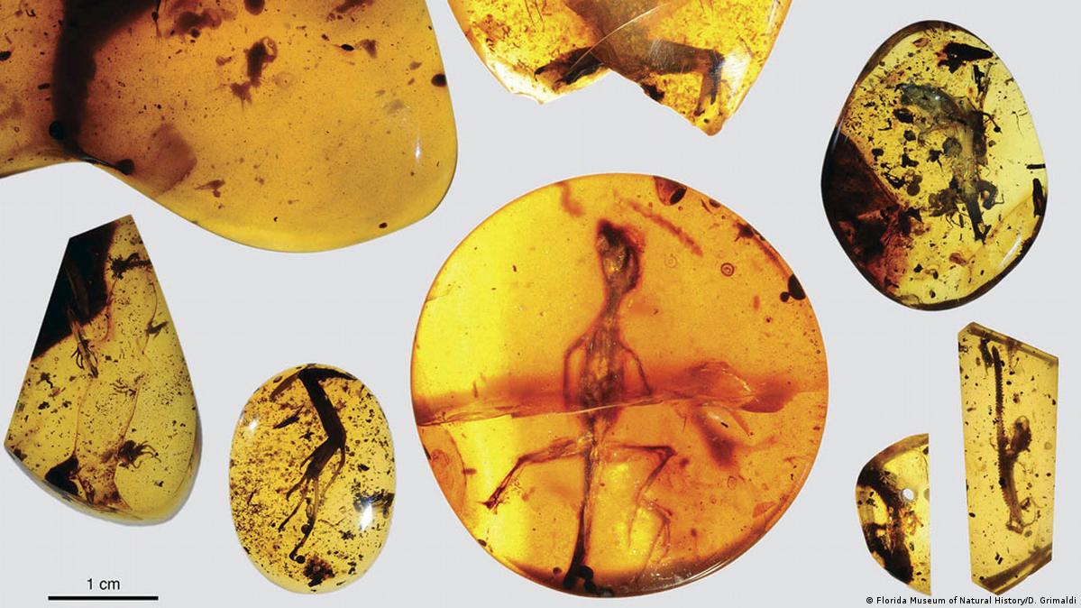 Lizard fossils provide snapshots of evolution – DW – 03/06/2016