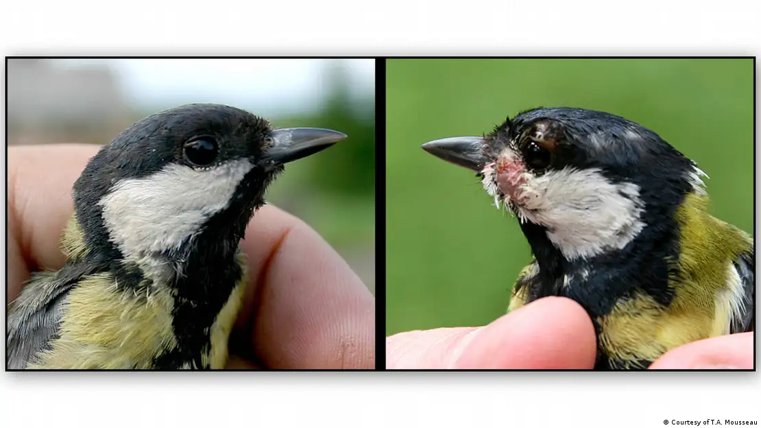 Nuclear Radiation Mutations Chernobyl, My Primeval, Teeming,