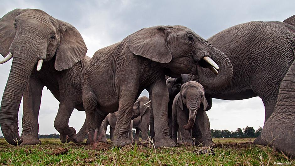 Governments falling down on ivory trade – DW – 07/24/2016