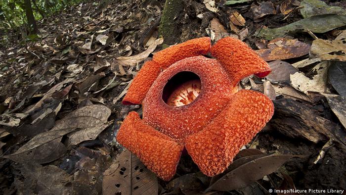 Merayakan Hari Jadi Bunga Rafflesia | Semua konten media | DW | 09.01.2018