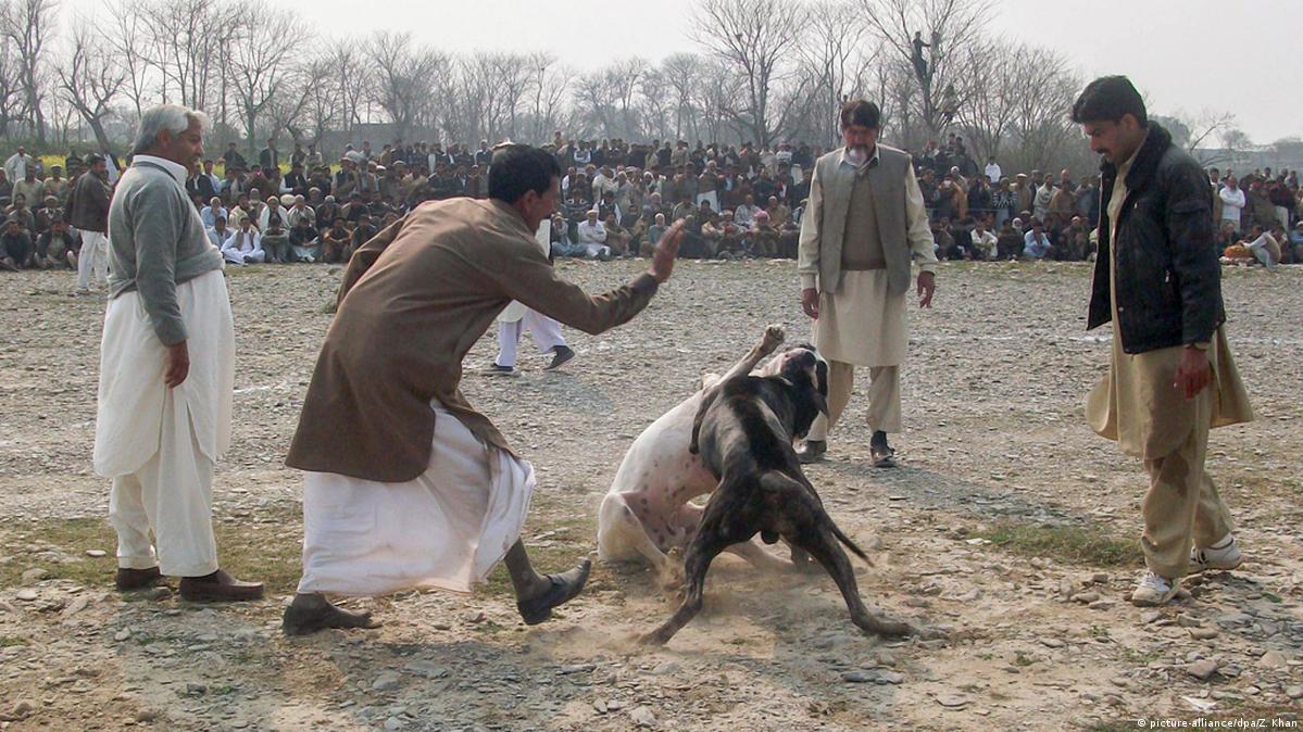 Animal entertainment: Tradition or cruel sport? – DW – 03/15/2016