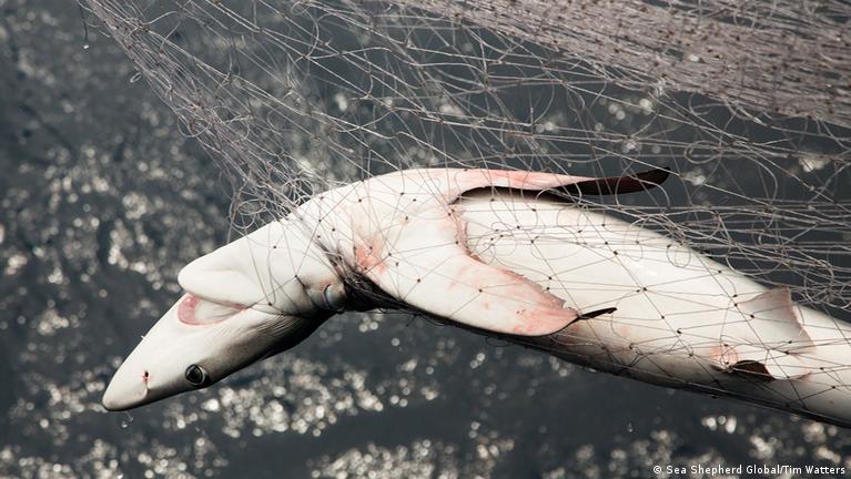One boat against an ocean of illegal fishing