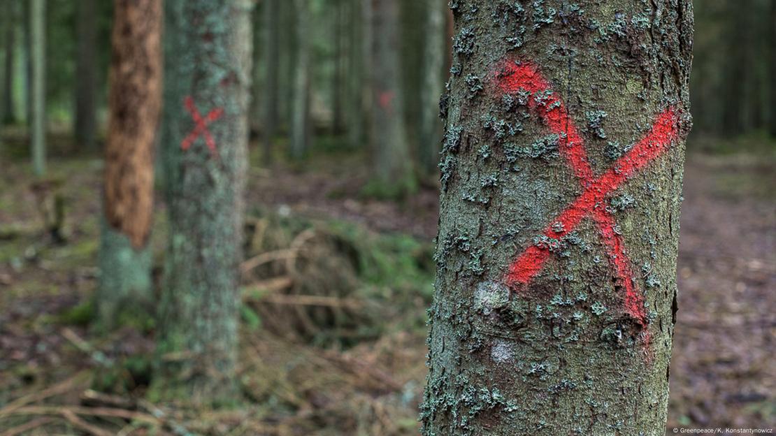 Logging ancient Bialowieza forest – DW – 03/21/2016 Logging ancient Bialowieza forest – DW – 03/21/2016