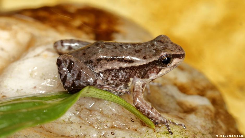 Volcanic wrath – DW – 03/29/2016