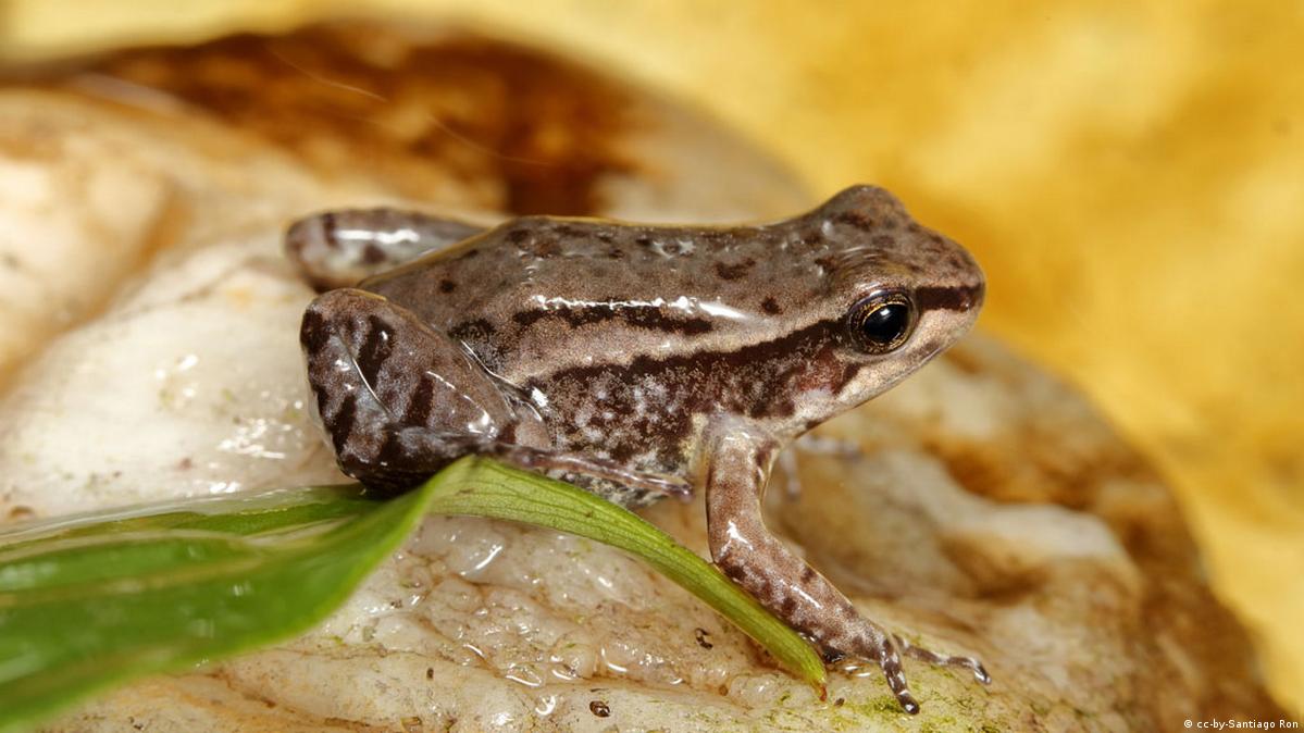 Volcanic wrath – DW – 03/29/2016