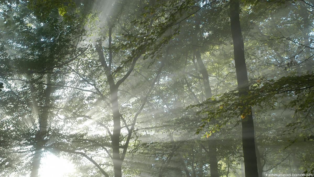 Forests in Germany – DW – 10/07/2020