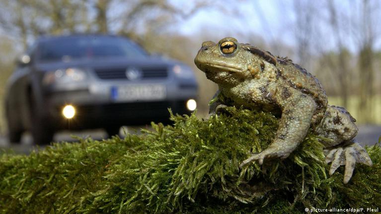 Why did the toad cross the road? – DW – 03/14/2017