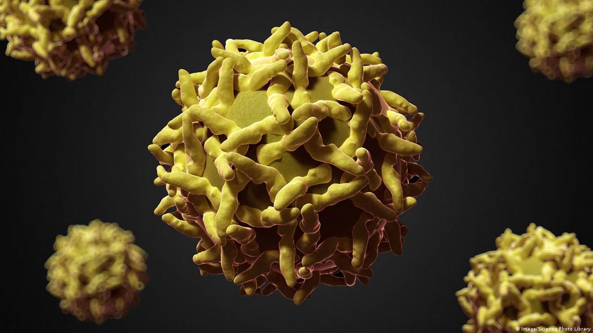 Yellow Fever Virus