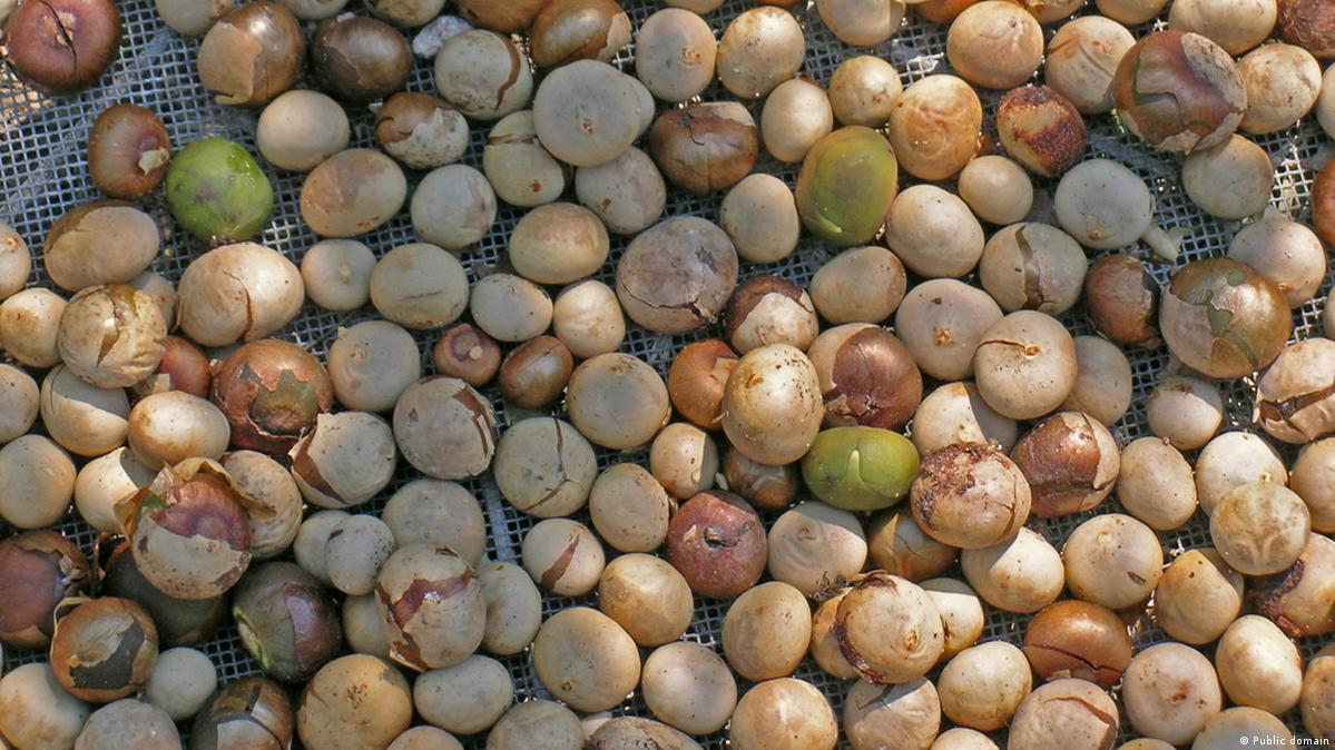 The Maya nut – DW – 04/21/2016