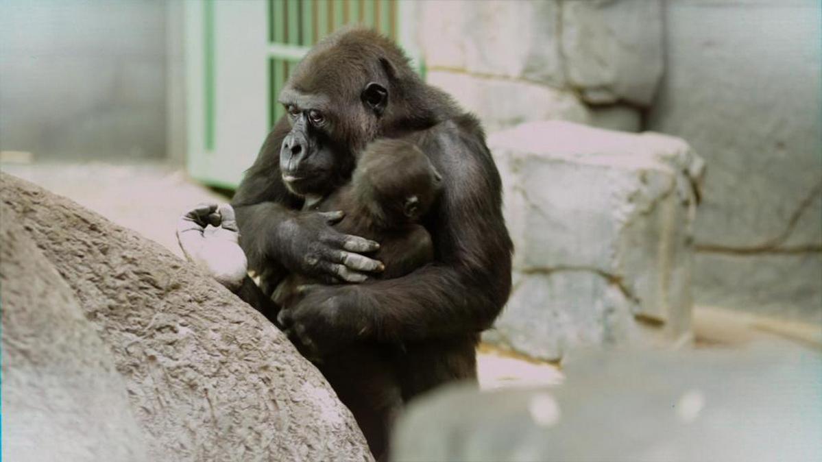 How Animals Feel – DW – 04/25/2016