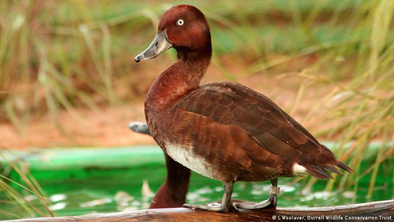 The world's rarest duck – DW – 04/26/2016