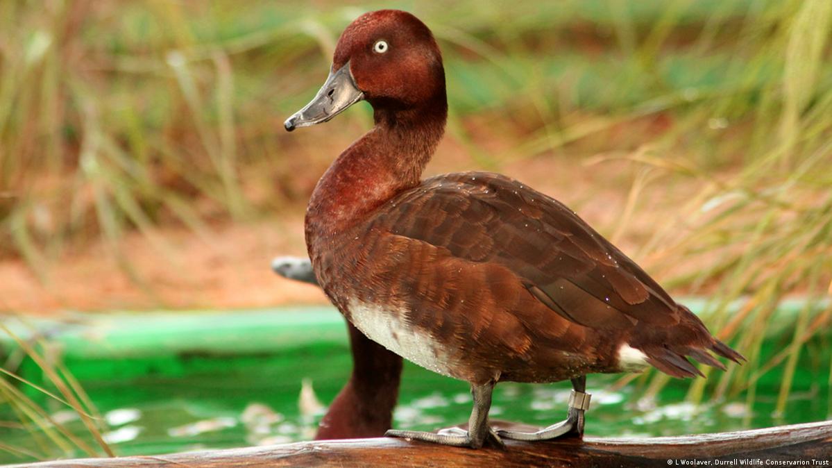 The world's rarest duck – DW – 04/26/2016