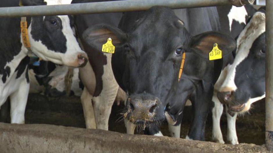 Super Cows - and milk for a song – DW – 10/05/2016