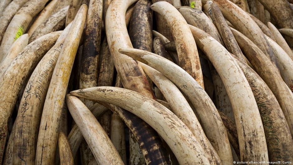 NY ivory bust illustrates challenges