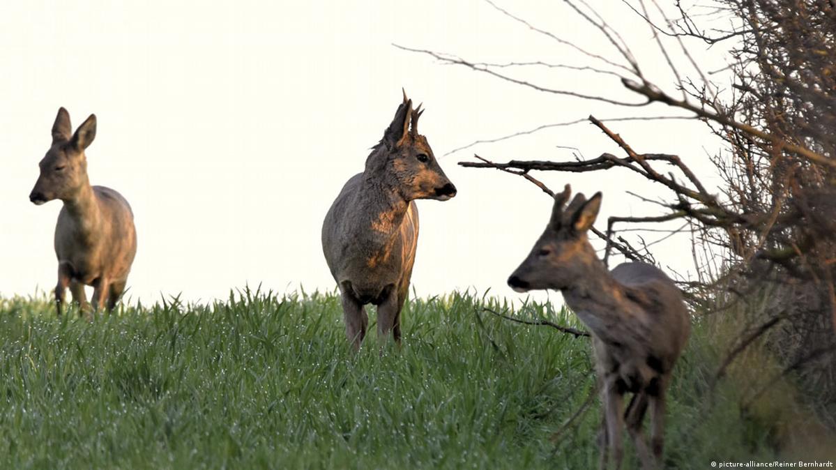 Deer driven to autobahn's next exit – DW – 05/11/2016