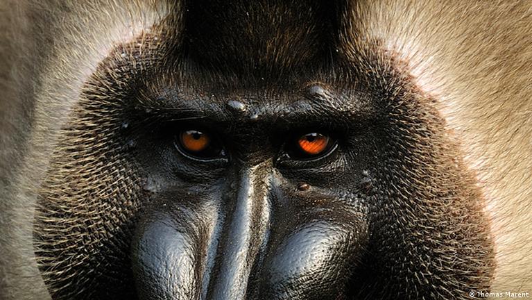 Primate protection – DW – 05/24/2016