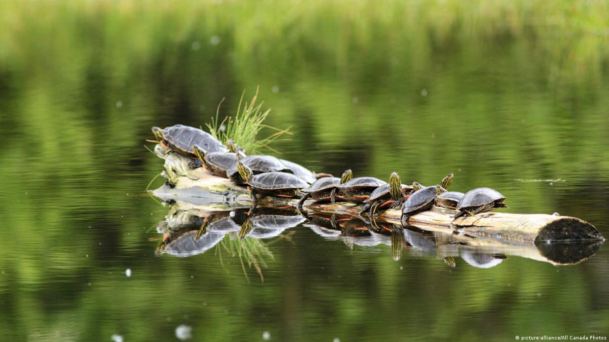 A big cheer for turtles! – DW – 05/23/2016