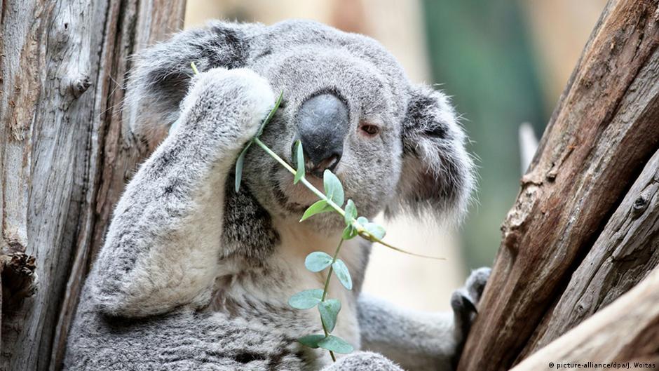 Koala to be 'animal oracle' at Euro 2016