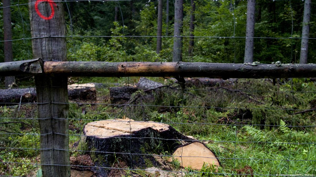 Poland starts logging ancient forest – DW – 05/25/2016