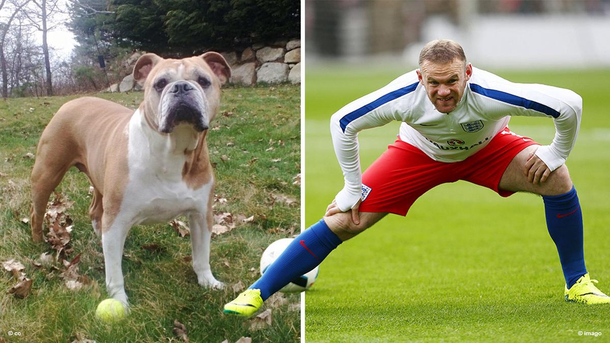 Euro 2016 football stars and their animal doubles
