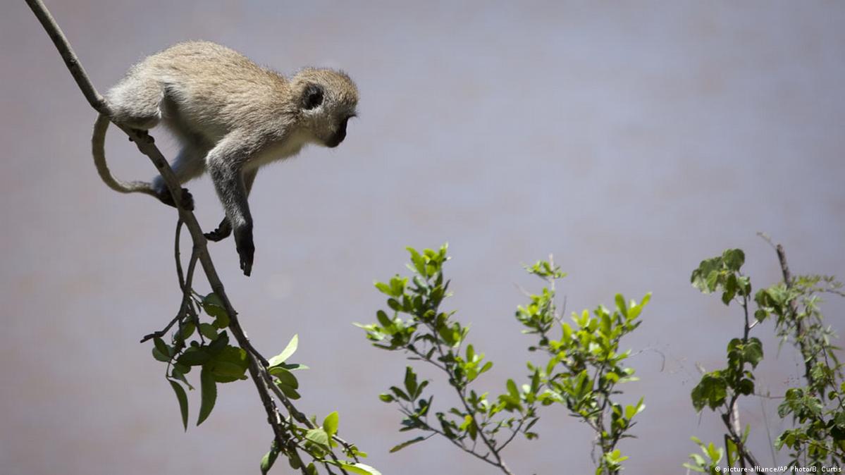 Kenyan monkey sparks sprawling blackouts – DW – 06/08/2016