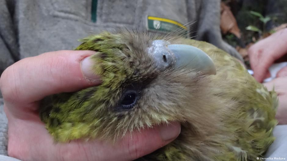 Saving the world's rarest parrot – DW – 07/04/2016
