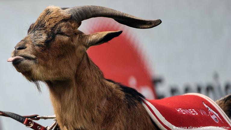 O bode mais famoso da Alemanha – DW – 09/07/2019