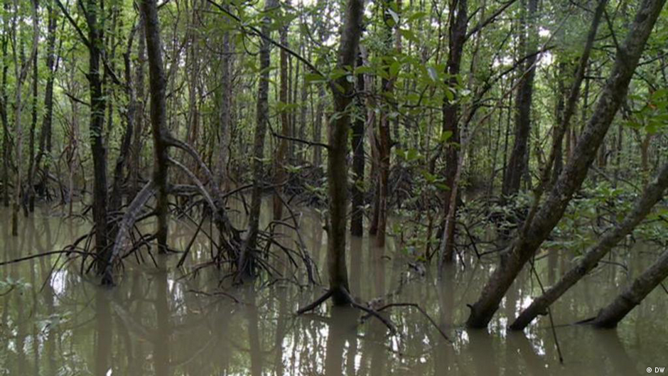 Mangrove reforestation in Thailand – DW – 06/27/2016