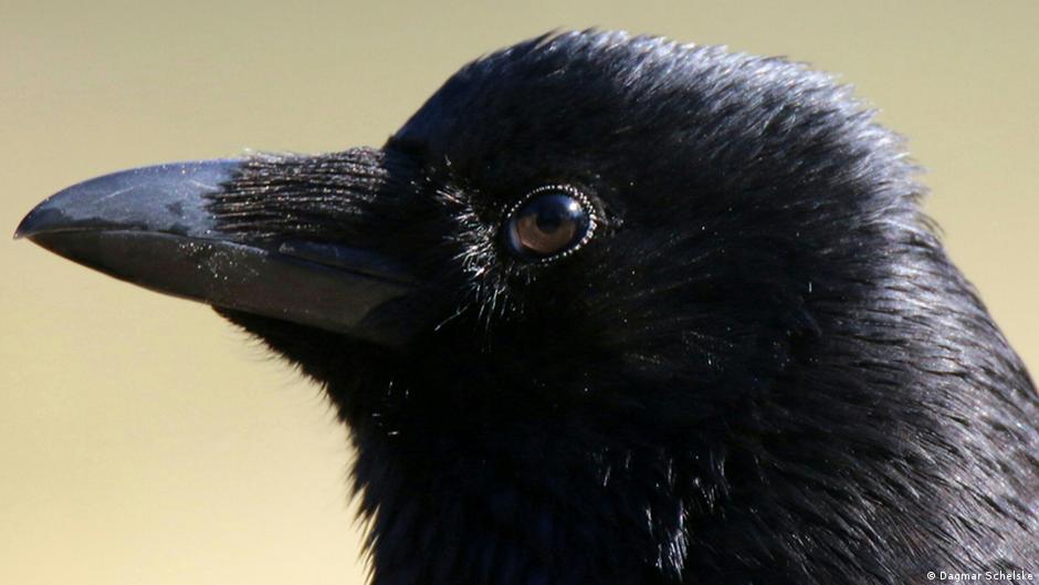 Shooting crows – DW – 01/27/2017