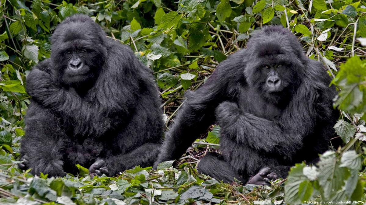 The world’s greatest conservation success? – DW – 09/16/2016