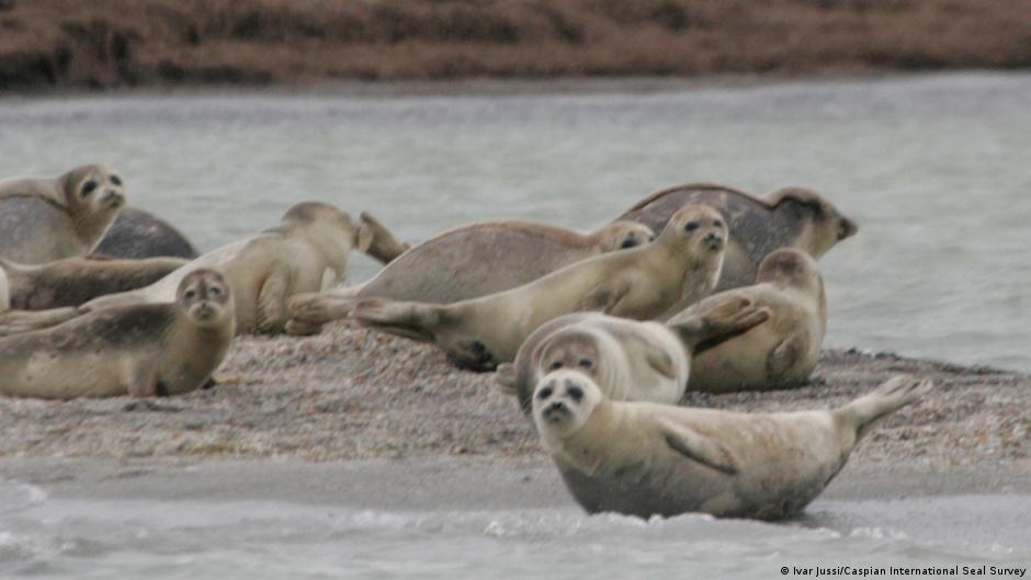 Unser Appetit auf Kaviar gefährdet die Kaspische Robbe | Global Ideas ...