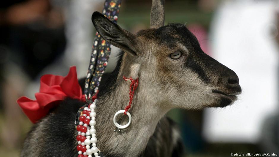 Goat beauty contest – DW – 06/29/2016