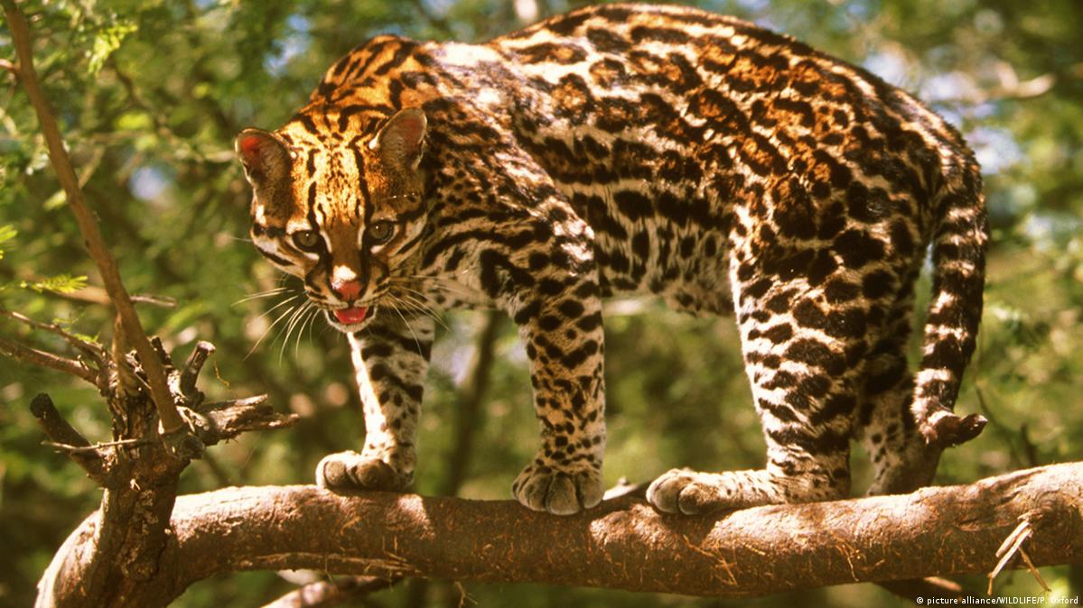 Fotos De Animais Selvagens Na Floresta