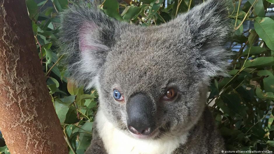 Webvideo: Bowie, the koala – DW – 07/14/2016