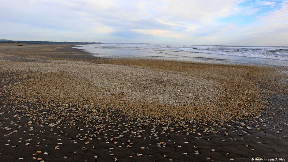 Chile's toxic 'red tide' threatens fishing