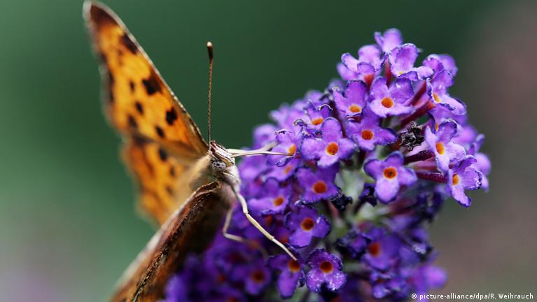 Oldest butterfly fossils ever discovered