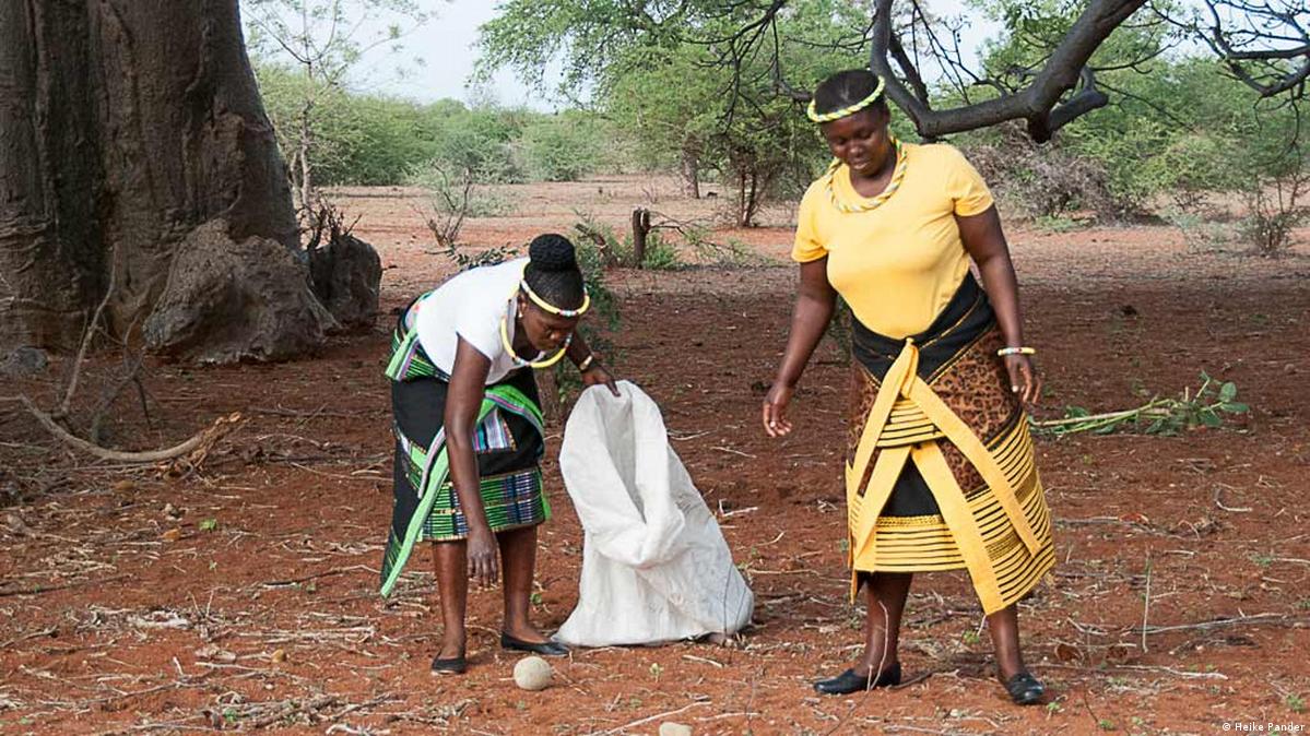 Imbondeiros: frutos saudáveis e com potencial económico – DW – 05/08/2016