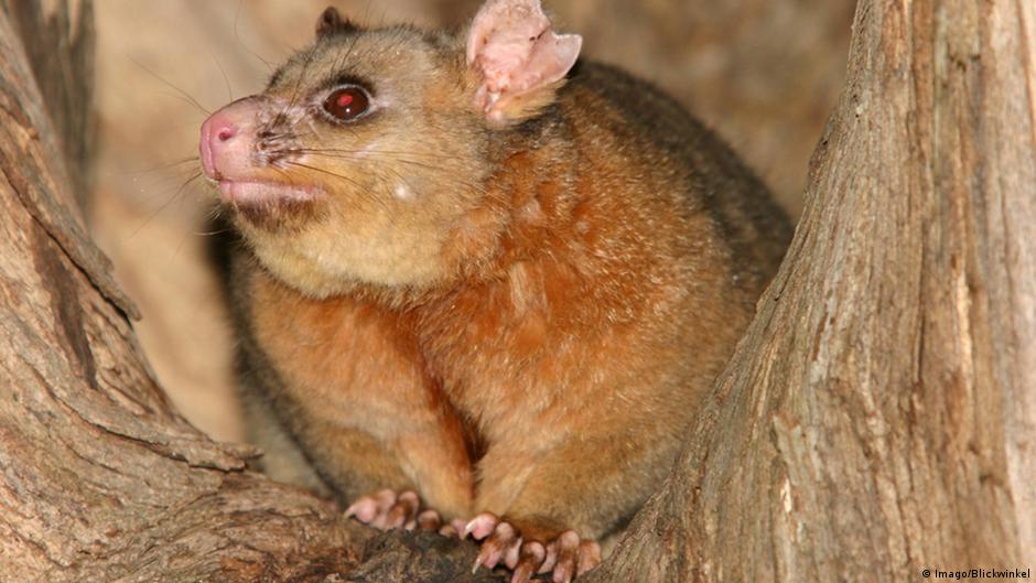 Unloved animals | All media content | DW | 29.07.2016