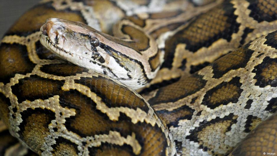 Australian pythons discovered in northern German town – DW – 08/20/2016