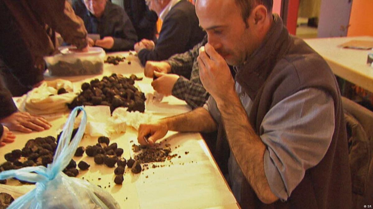 French truffles – DW – 08/08/2016