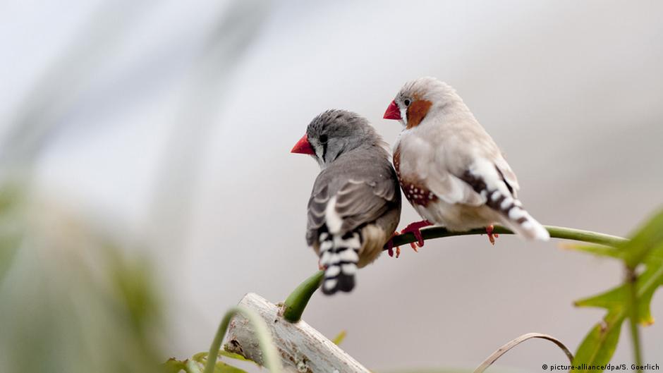 'Big Birds' – new avian species on the Galapagos – DW – 12/08/2017