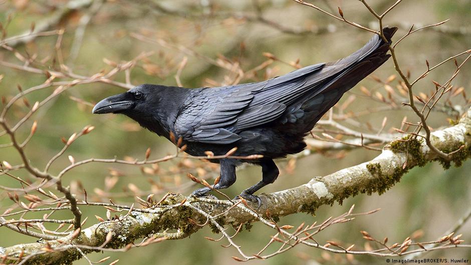 Spectrum: at one with wild animals – DW – 08/01/2017