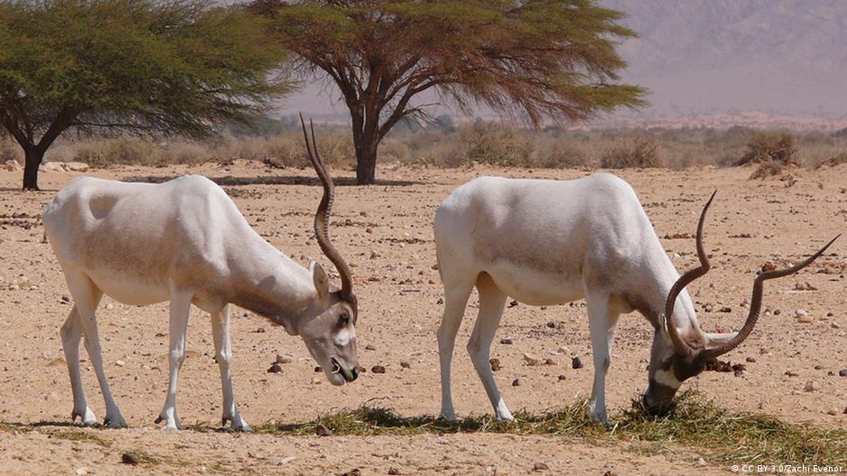 Protecting the addax – DW – 09/20/2016