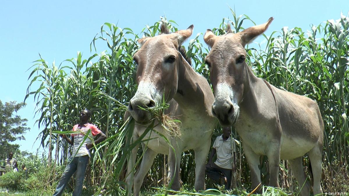 Dodgy donkey business