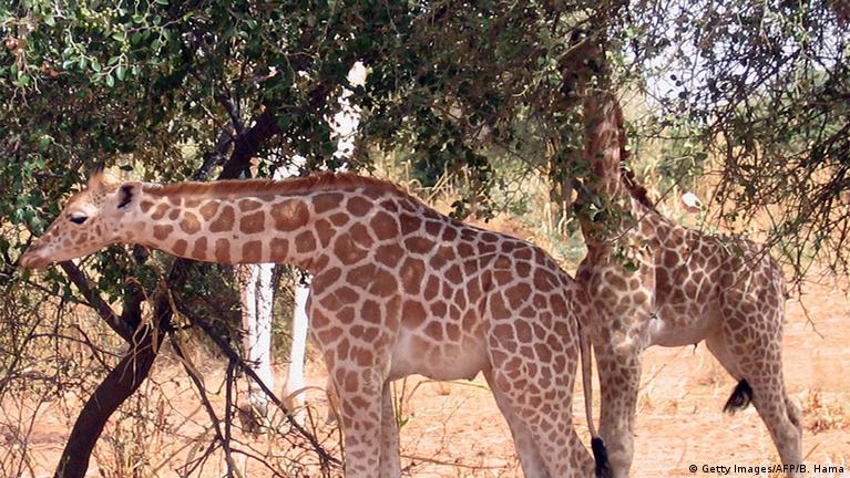 Giraffes under threat – DW – 12/03/2016