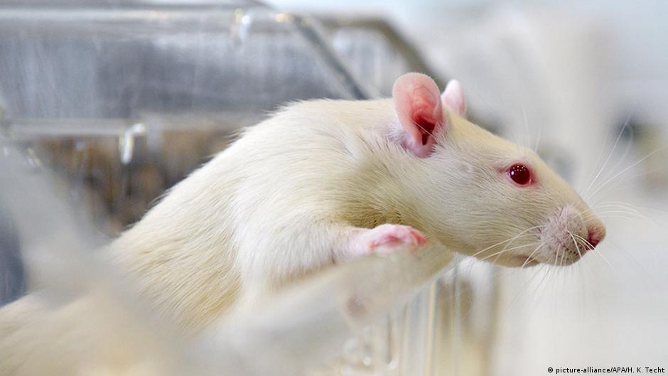 Not having sex turns male rats into drug addicts – DW – 09/23/2016