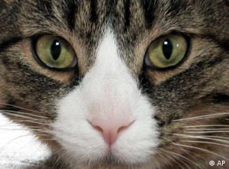 German man marries fat cat – DW – 05/03/2010