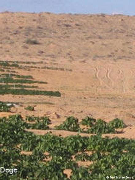 Greening Desert Before And After Greening The Desert: Is Sisi's Grand