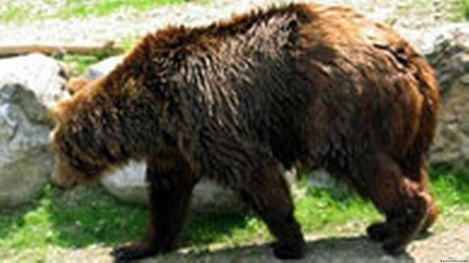 "Poor Handling of Bear Situation"