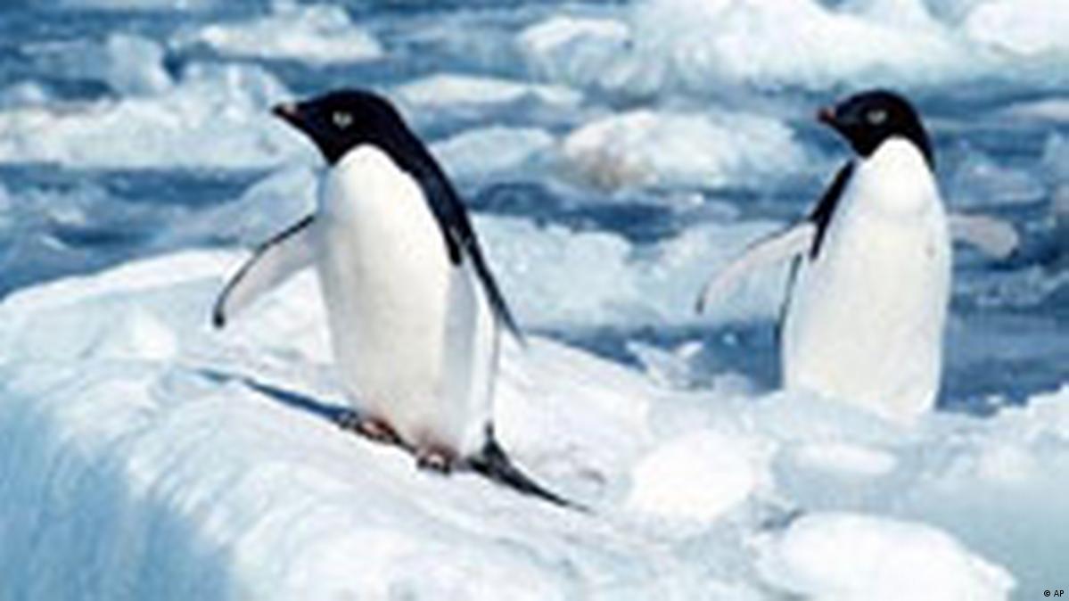 World Penguin Day – the globe 'must do more' to protect penguins ...
